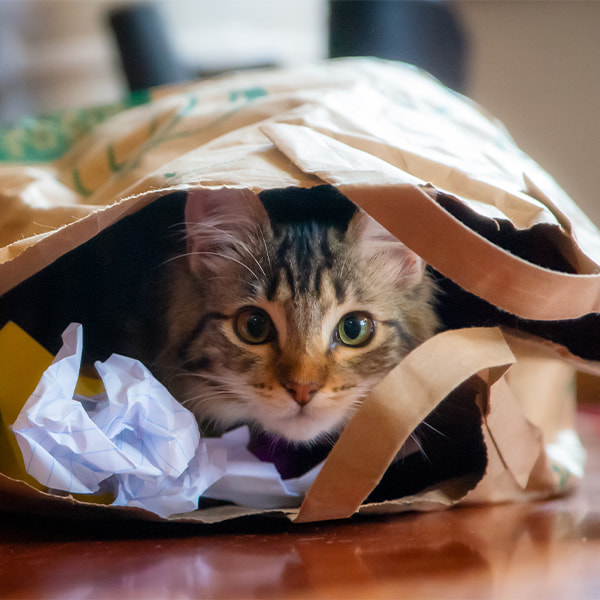 Banish Boredom with These 5 Irresistible Cat Activities